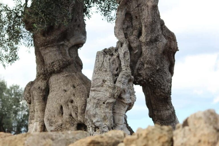 Fasano: e-bike tour to discover the wonders of the area - Who Will Love This Tour?