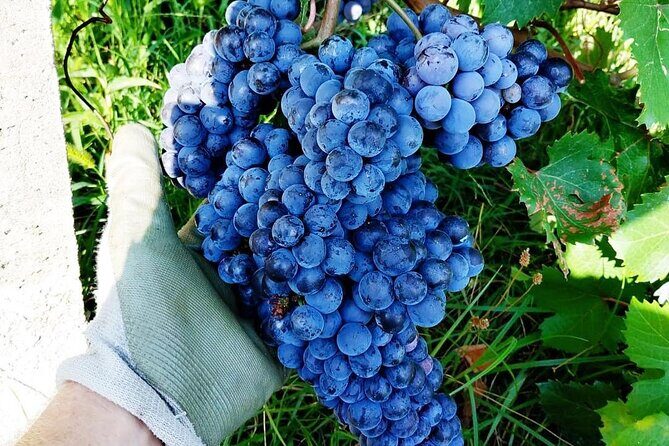 Food and Wine Tasting in the Ossola Valley - Practical Info for Travelers