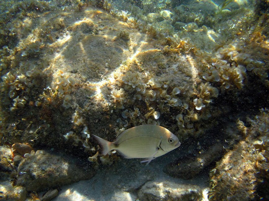 Underwater scene with fish in Formentera waters