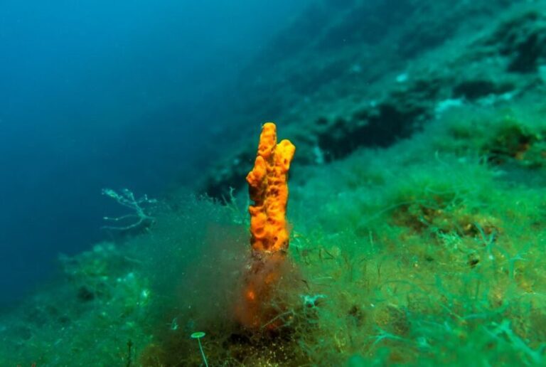 From Athens: Scuba Diving at the Blue Hole - What’s Included and How It Works