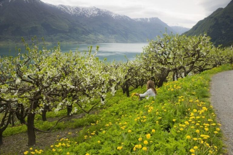 From Bergen: Private Trip to Hardangerfjord - Authentic Experiences From Reviews