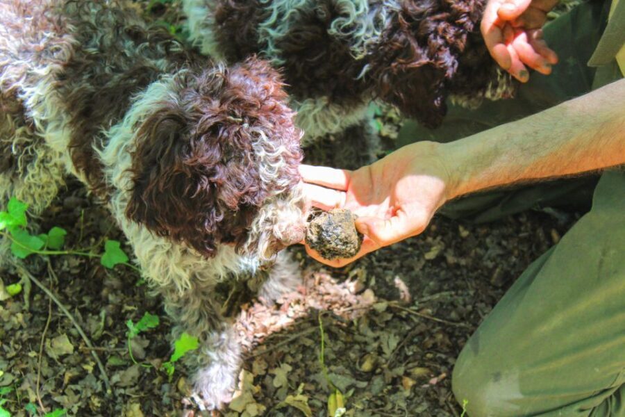 From Florence: Truffle Hunting with Lunch & Transportation - An In-Depth Look at the Truffle Hunting Tour