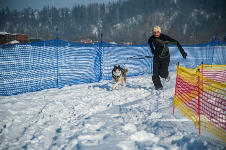 From Krakow: Dogsled Ride in Tatra Mountain - Practical Details and Tips