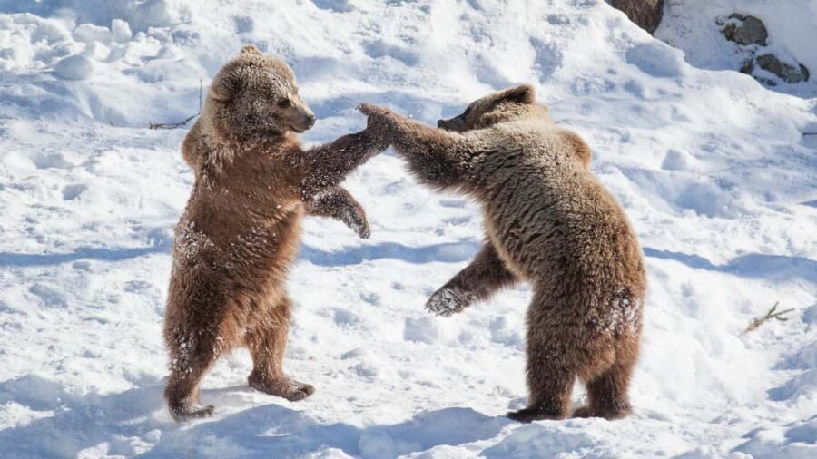 From Rovaniemi: Visit Wildlife Park in Ranua - Authentic Insights from Reviews