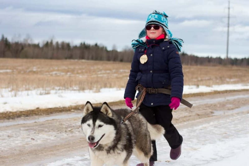 From Tallinn: Husky Park Tour with Cani-Cross Hike - Pricing and Value