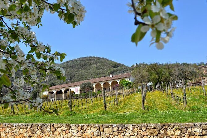 From Verona: Prosecco & Classic method sparkling wine tour, with light lunch - Final Thoughts