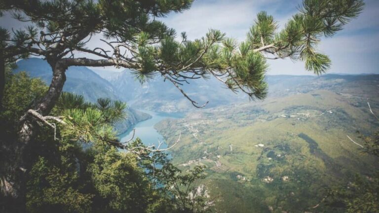 From Zlatibor/Uice: Tara National Park Adventure - Authentic Traveler Insights from Reviews