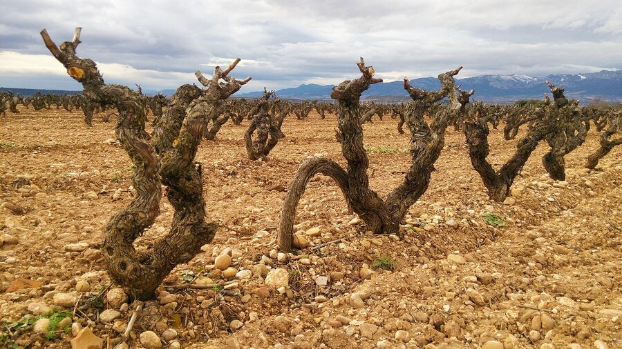 Fuenmayor vineyard La Rioja