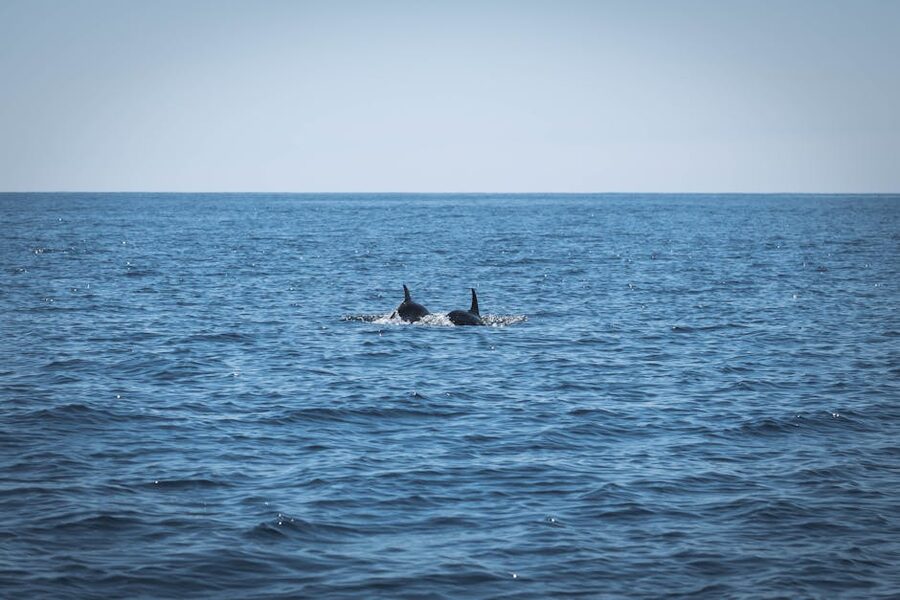 Atlantic dolphins swimming on the surface