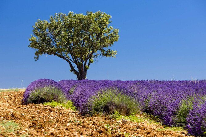 Full Day Private Tour in Lavender and Provence with Pickup - An In-Depth Review of the Provence Full Day Tour