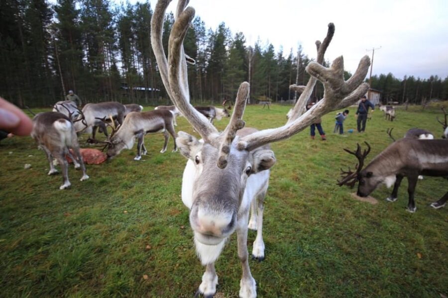 Full day: Reindeer Farm, Santa Claus Village & Husky Park - Is It Worth the Price?