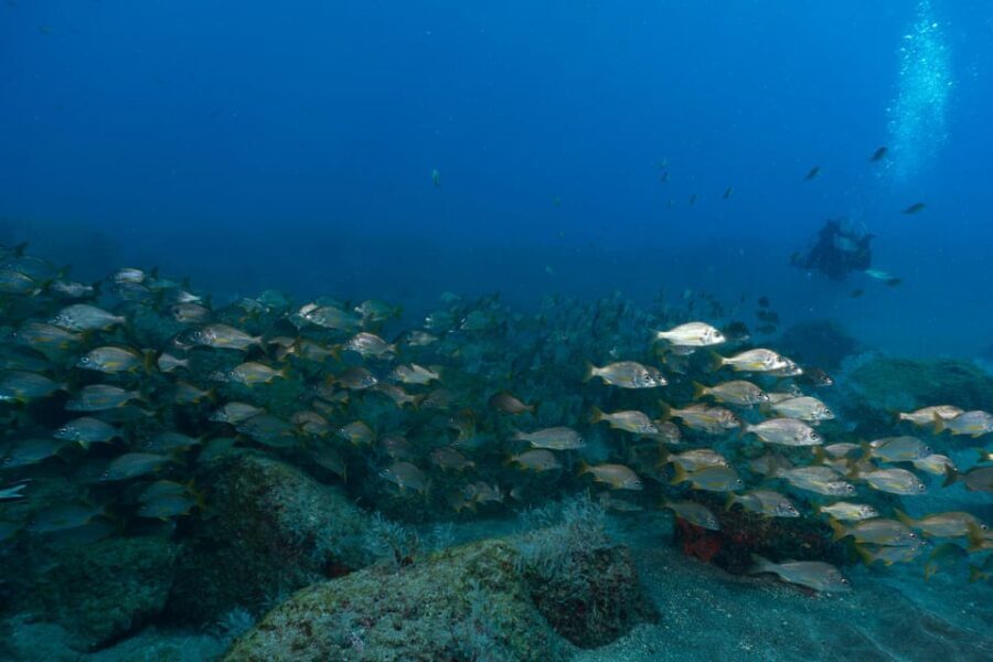 Funchal: DPV- Scooter Dive Adventure - What the Reviews Say