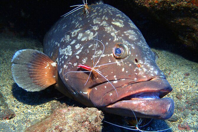 Garajau National Park Dive from Funchal for Certified Divers - Authentic Experiences from Reviewers