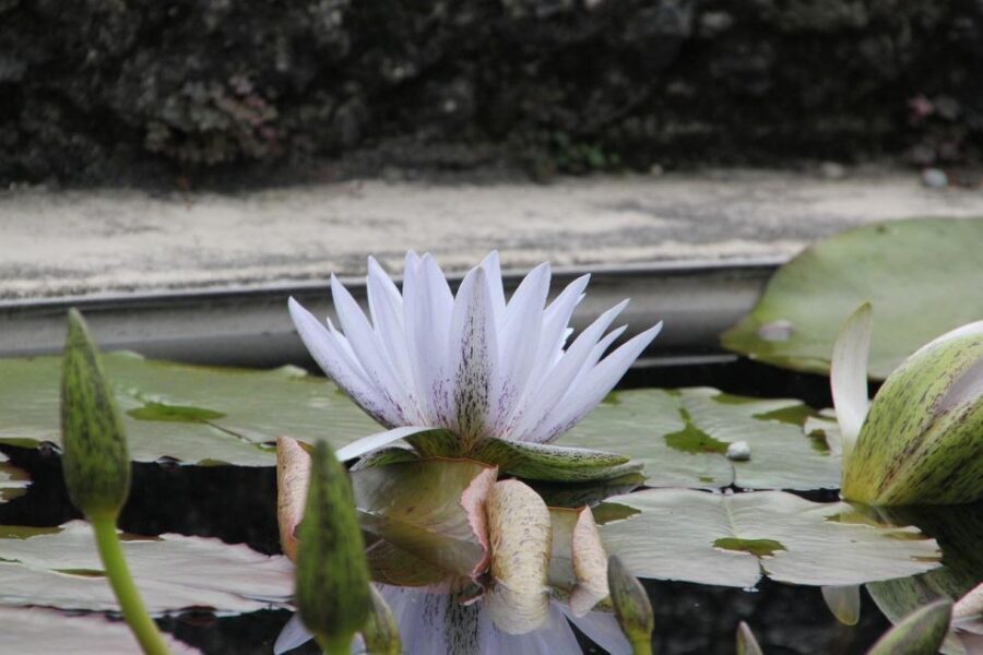 Giverny : Monet's house & Gardens Private tour from Paris - Who Is This Tour Best For?