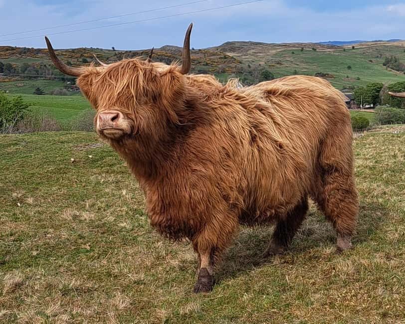 Glasgow: Highland Cow Trailer Tour with home baking - Discovering the Highland Cow Trailer Tour