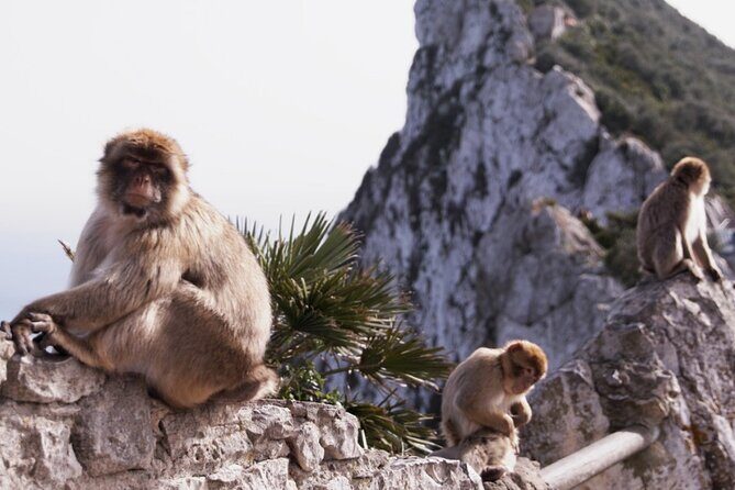 Go Tours 360° Experience in Gibraltar with Professional Guide - Who Should Consider This Tour?
