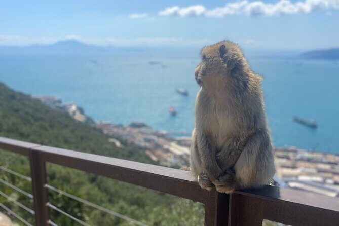 Go Tours Private Rock Experience Tour in Gibraltar - Who should consider this tour?