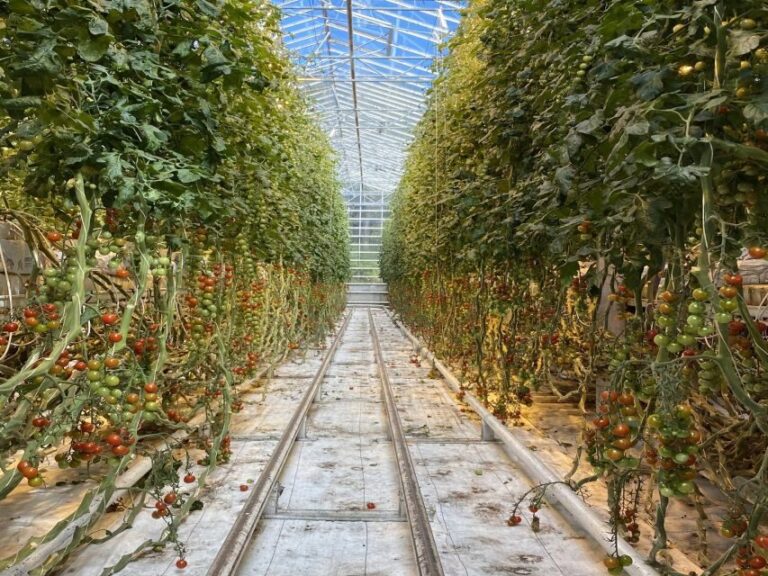 Golden circle, hot spring bakery, tomato farm private tour - The Practicalities: What’s Included and What to Consider