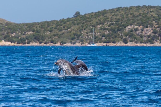 Golfo di Olbia and Dolphins Island Private Boat Tour - Discovering the Experience