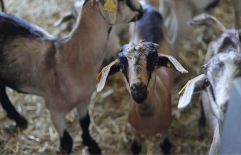 Gran Canaria: Cheese Workshop in Agüimes - What to Expect at the Cheese Workshop
