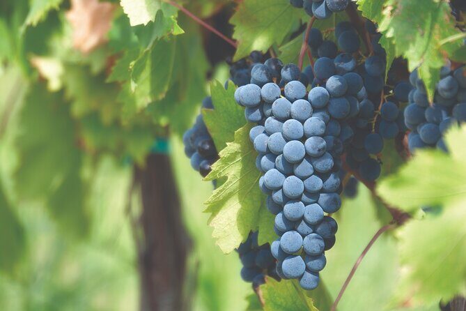 Grape Stomping Experience and Wine Tasting - The Sum Up