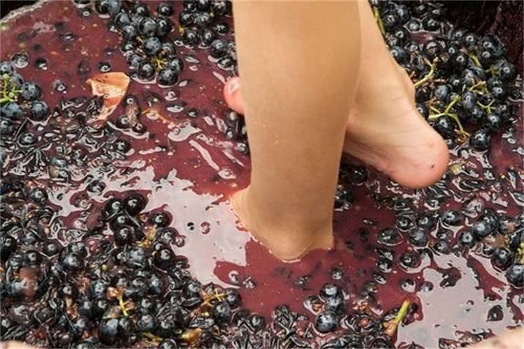 Grape Stomping in Provence - FAQ
