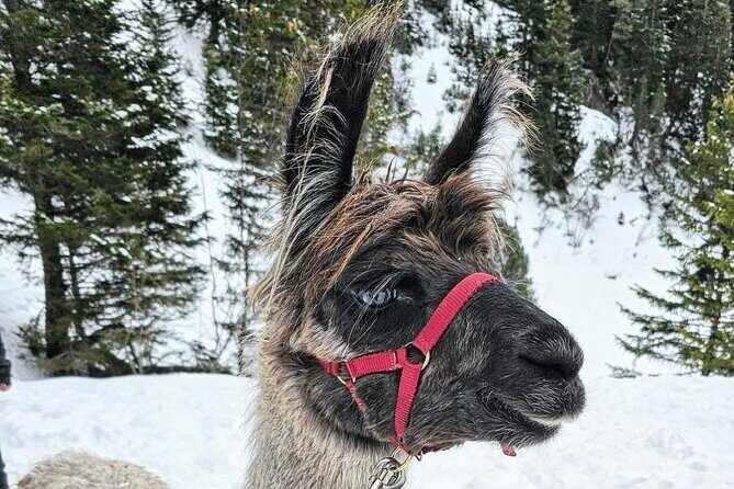 Guided llama hike with traditional raclette - Frequently Asked Questions (FAQs)