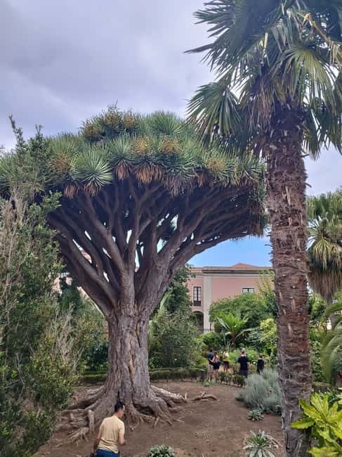 Guided walking tour in La Orotava 1:30 min, Tenerife - Who Should Consider This Tour?