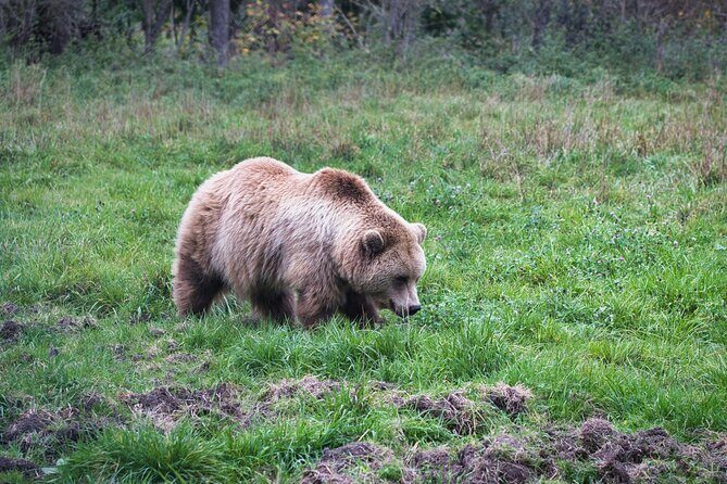 Hiking Bear Watching Tour in High Tatras from Podbanske Slovakia - The Experience from the Reviewers’ Perspective