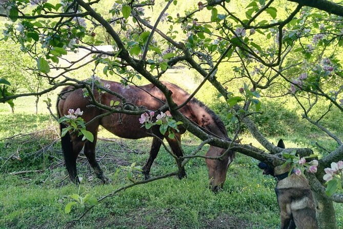 Horse ride in the Mugello (transfer from / to Florence) and Tuscan aperitif - The Nature of the Tour: A Deep Dive