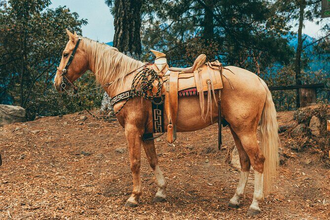 Horse Ride with Mountain Views - What to Expect During the Tour
