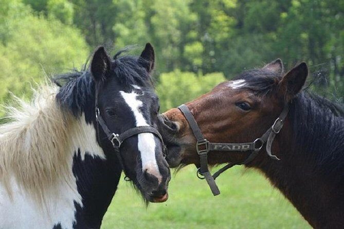 Horse Riding Small Group near Lucca - Authentic Experiences & Authentic Reviews
