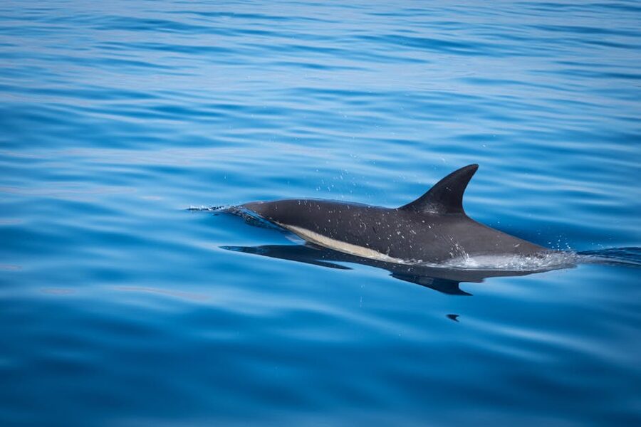 Bottlenose dolphin gliding through Atlantic water