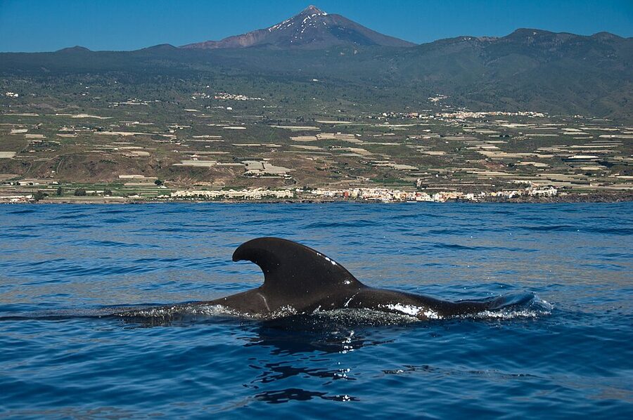 Calderon tropical (short-finned pilot whale) at the surface