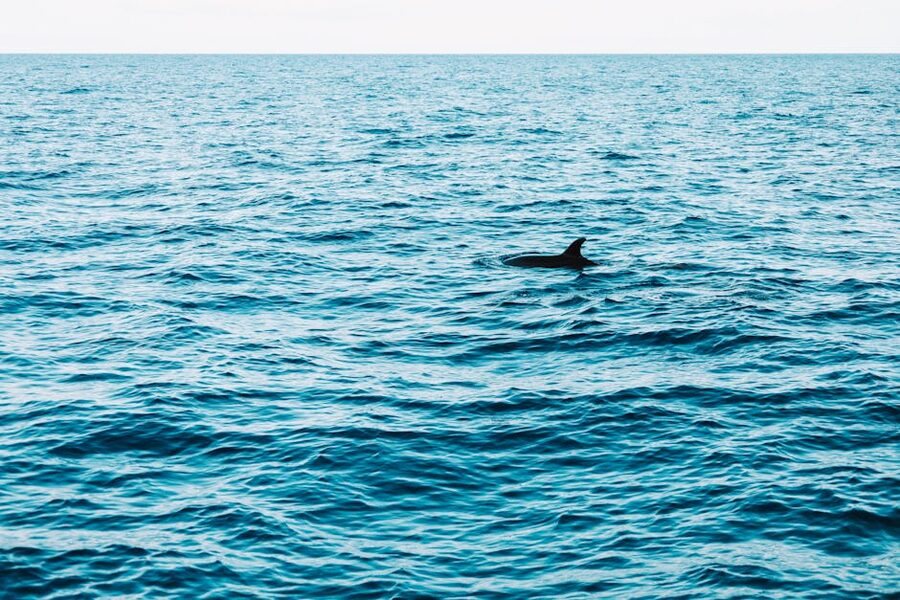 Dolphin dorsal fin breaking Atlantic surface