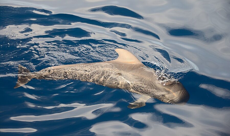 Short-finned pilot whale surfacing off Tenerife