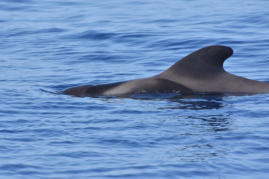 Close view of a pilot whale calderon at the surface