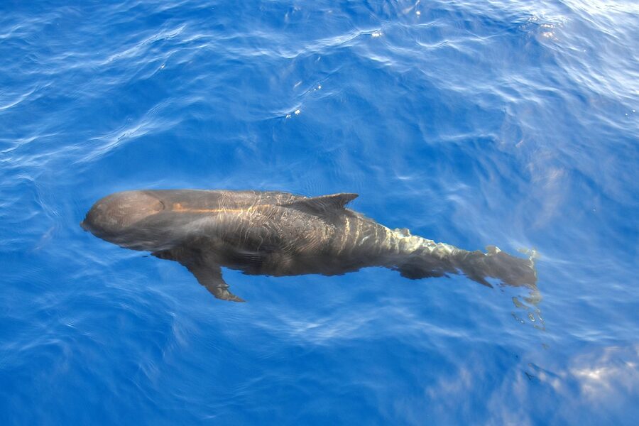 Pilot whale family group in the Atlantic