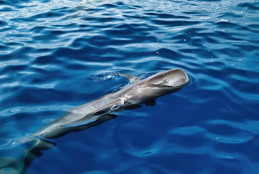 Pilot whale surfacing in the Atlantic off Tenerife