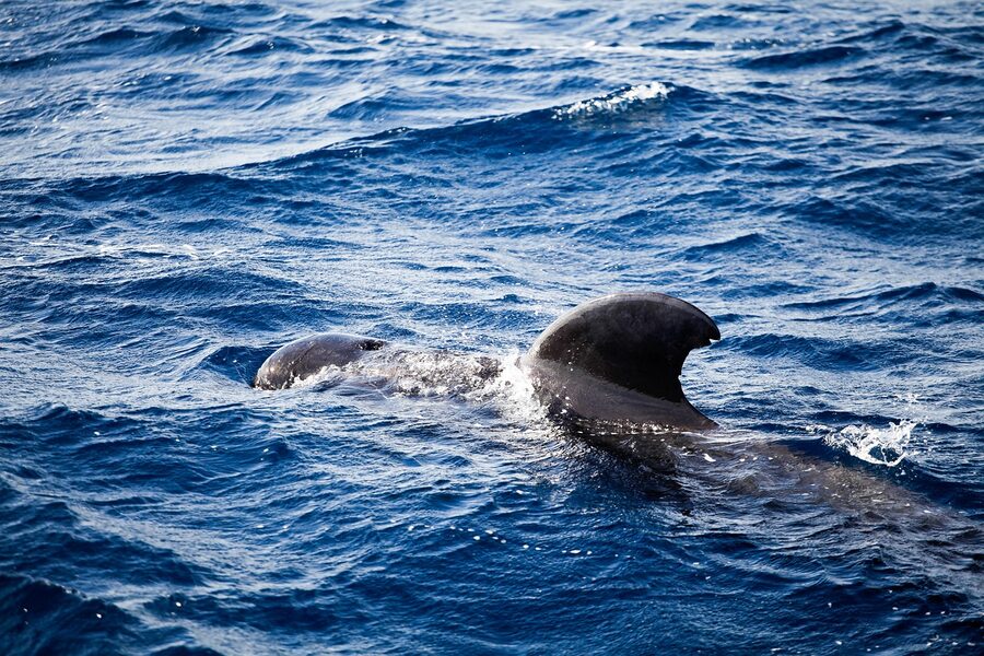 Pilot whale dorsal fin near Tenerife