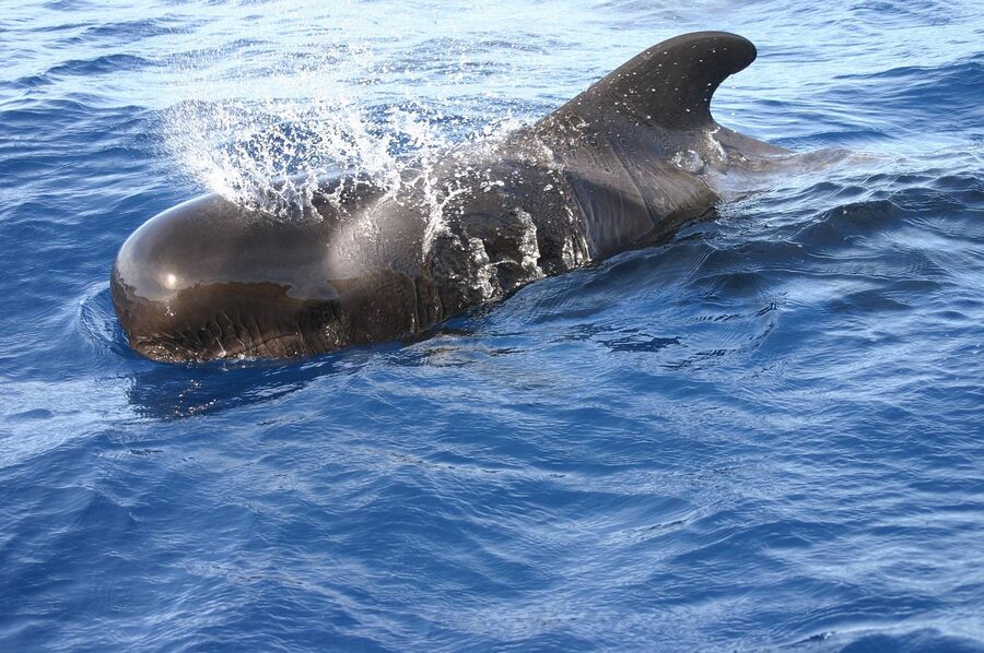 Pod of pilot whales swimming in Canary waters