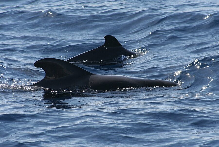 Pod of pilot whales at the surface