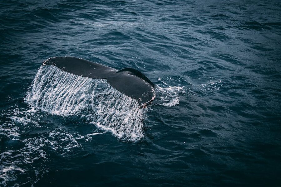 Whale tail breaching the ocean surface