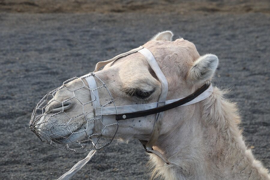 Dromedary camel rides at Timanfaya