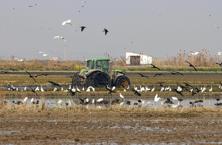 Albufera rice paddies with a small tractor working the field