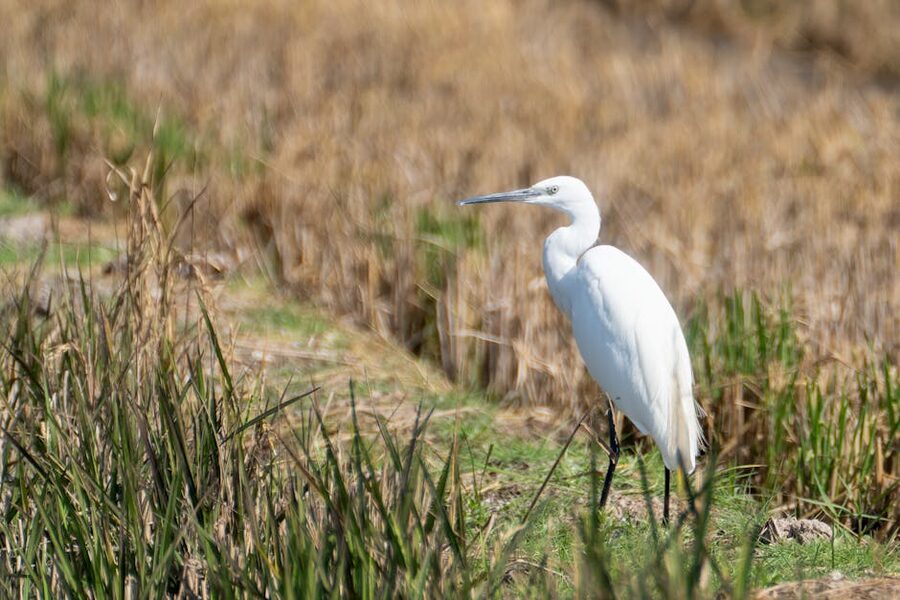 White egret in Valencia wetlands