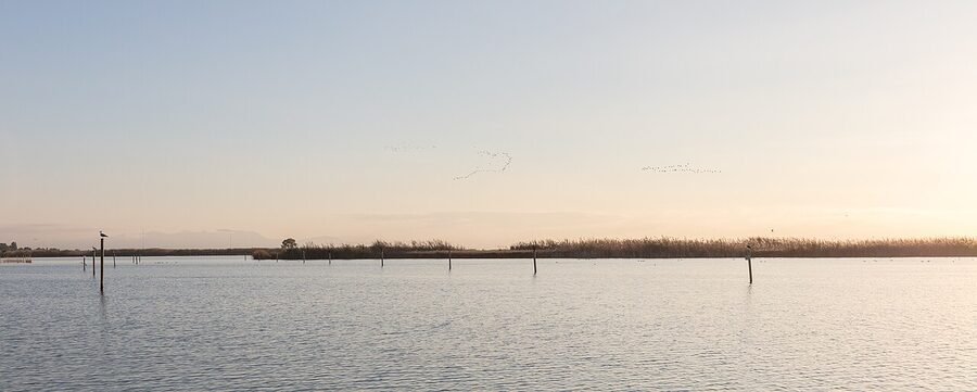 Greater flamingos at Albufera Natural Park