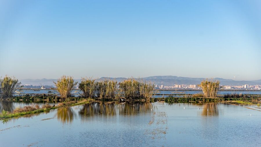 Valencia rice fields at the edge of the city