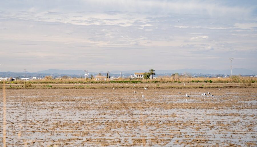 Albufera wetlands with birds Valencia