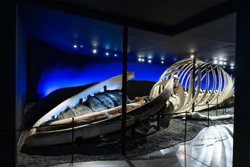 Húsavík: Whale Museum Entry Ticket - Who Should Consider This Experience?